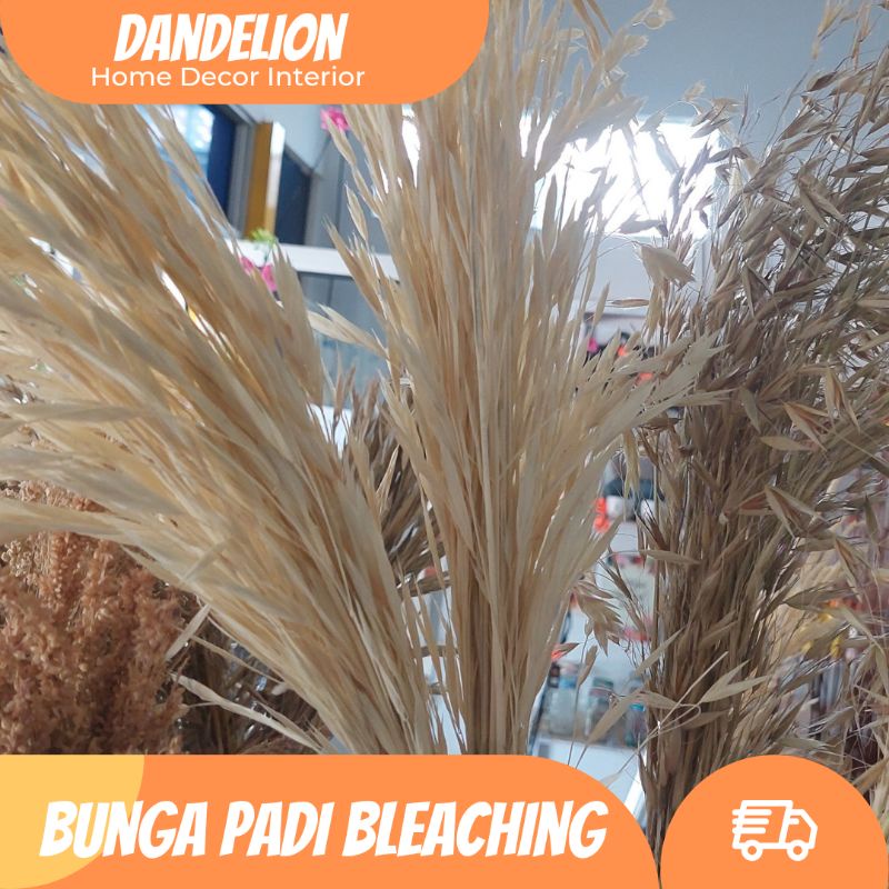 Jual Bunga Padi Bleaching | Shopee Indonesia