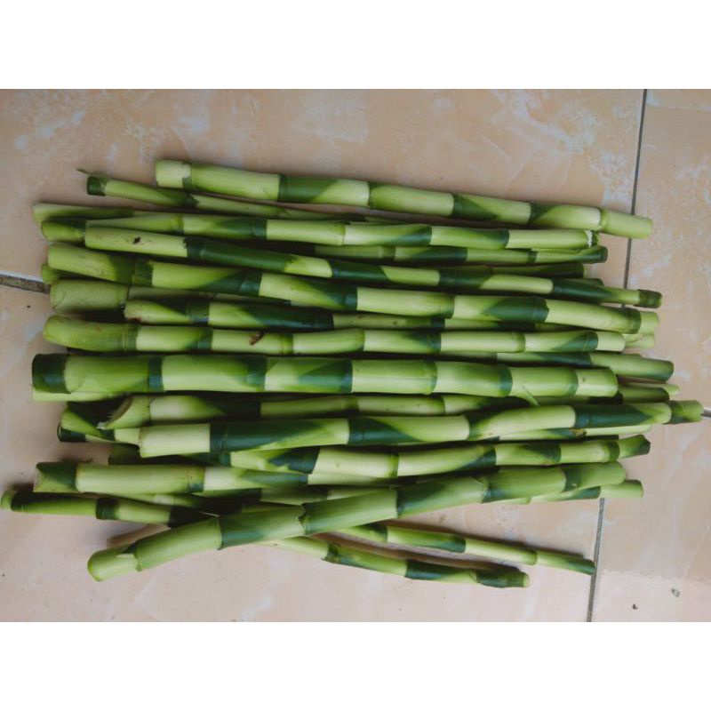 Jual Bambu Hoki/Lucky Bamboo 25-35 cm. Batangan dan Berakar | Shopee ...