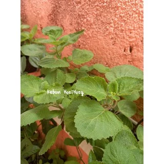 Jual daun torbangun Harga Terbaik & Termurah April 2024 | Shopee Indonesia