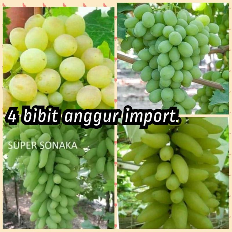 Jual bibit anggur 4jenis import valid stek batang | Shopee Indonesia