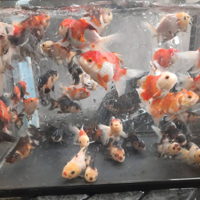 Jual Ikan mas koki panda tree color | Shopee Indonesia