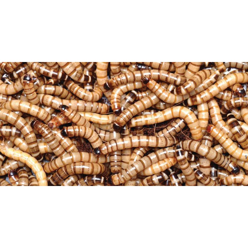 Jual Ulat Jerman 250 gram - ulet pakan arwana reptil SG landak umpan ...