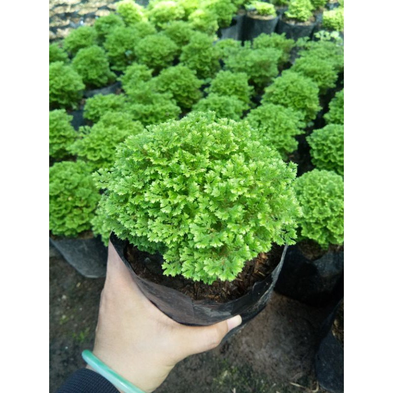 Jual Tanaman Rumput Papua | Shopee Indonesia