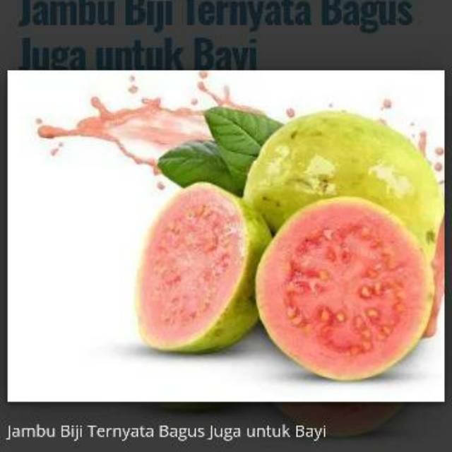 Jual Jambu Merah | Shopee Indonesia
