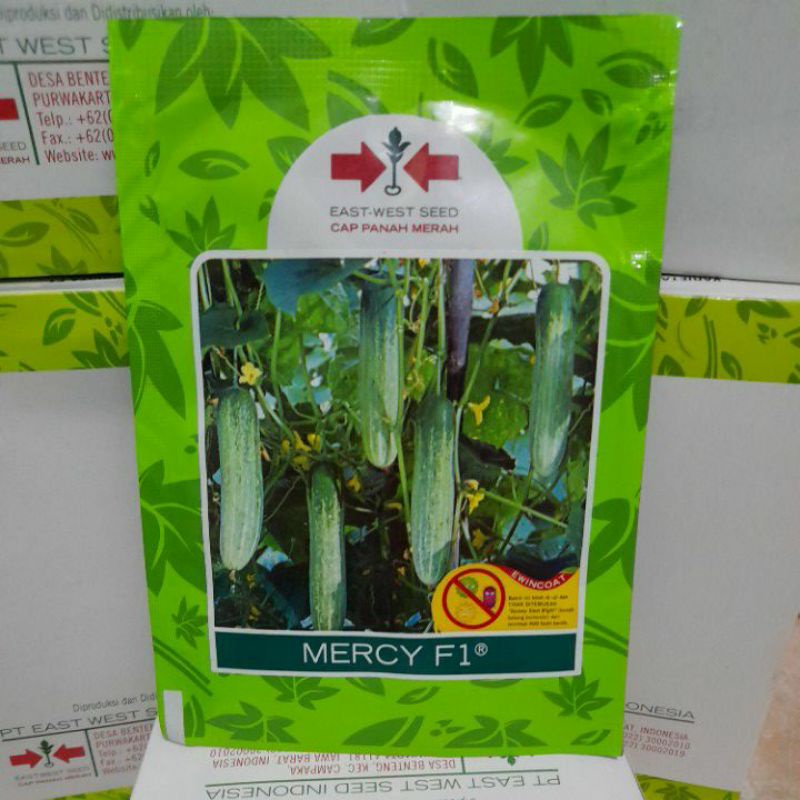 Jual Benih timun Mercy F1 isi 800 butir | Shopee Indonesia