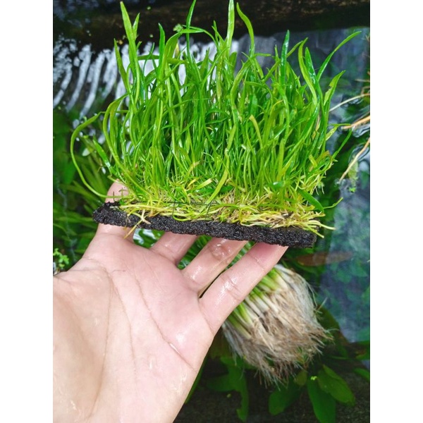 Jual liliopsis media pakis tanaman aquscape | Shopee Indonesia