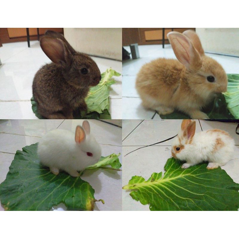 Jual Anak Kelinci Rabbit Bunny Lokal Anggora Hidup | Shopee Indonesia