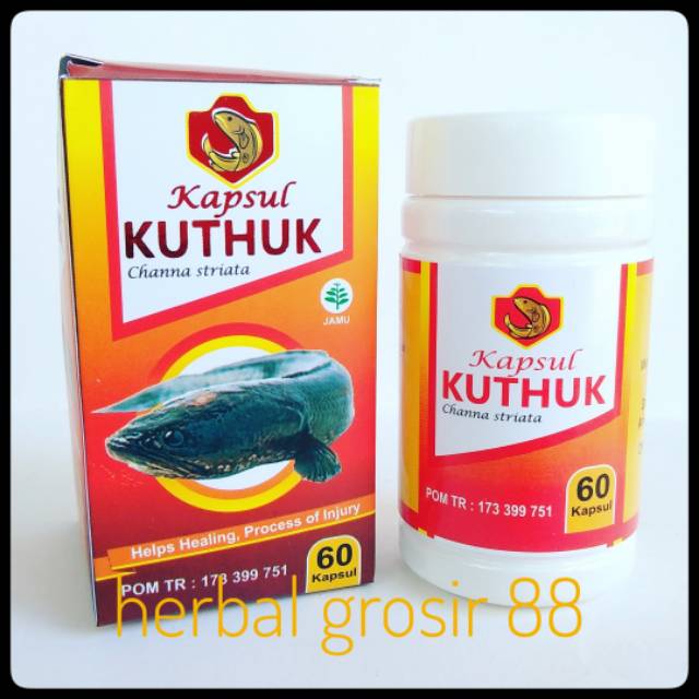 Jual KAPSUL KUTUK PREMIUM Original Ekstrak Albumin Sari Ikan Gabus isi 60 kapsul Asli BPOM TR ...