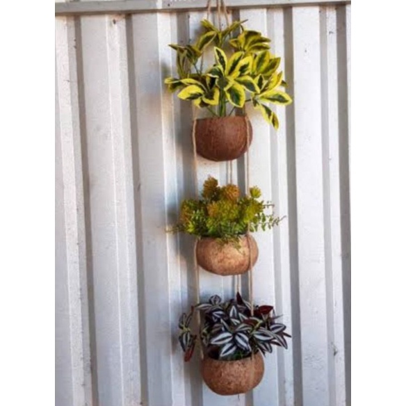 Jual POT SUSUN TANAMAN DARI BATOK KEPALA ||PLANT ORDERING POTS FROM THE ...