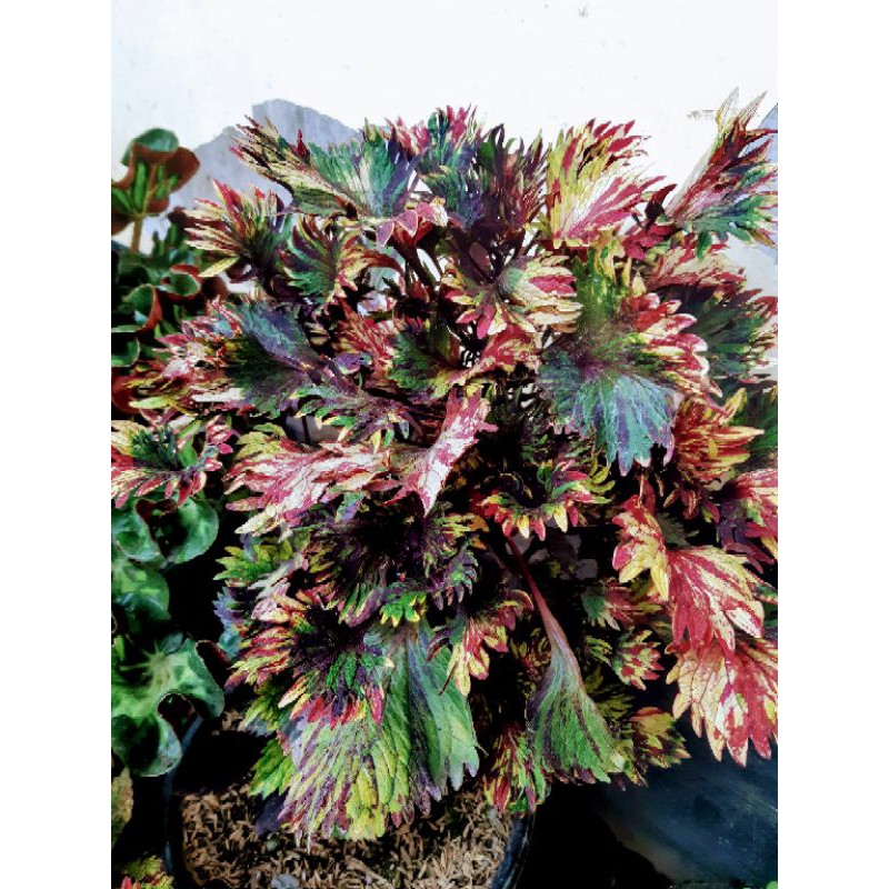 Jual Bunga.Miana | Shopee Indonesia
