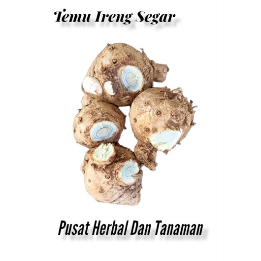 Jual Temu hitam/temu ireng segar 1 kg | Shopee Indonesia
