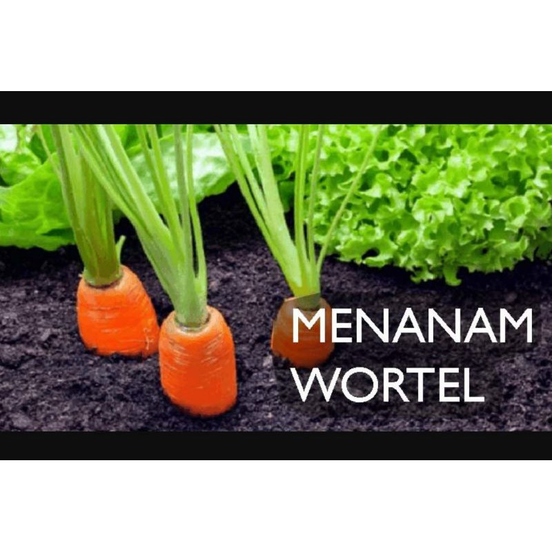 Jual Benih / Bibit Wortel cepat berbuah cocok untuk pekarangan rumah ...