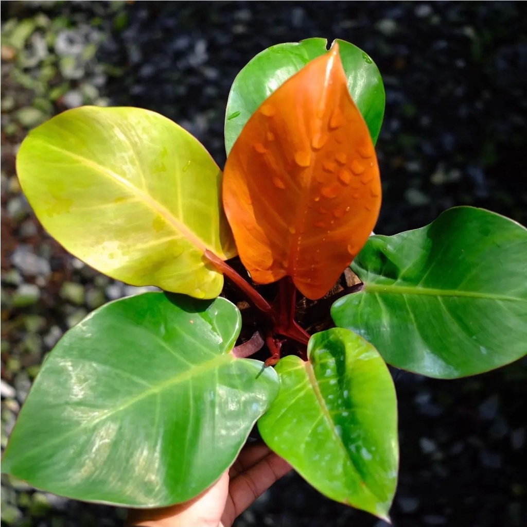 Jual Philodendron Cherry Red Philo Anakan Tanaman Pilodendron Tanaman ...
