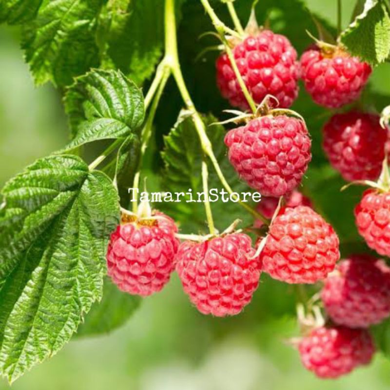 Jual Biji / Benih / Bibit Buah Raspberry Merah 10 Seeds | Shopee Indonesia