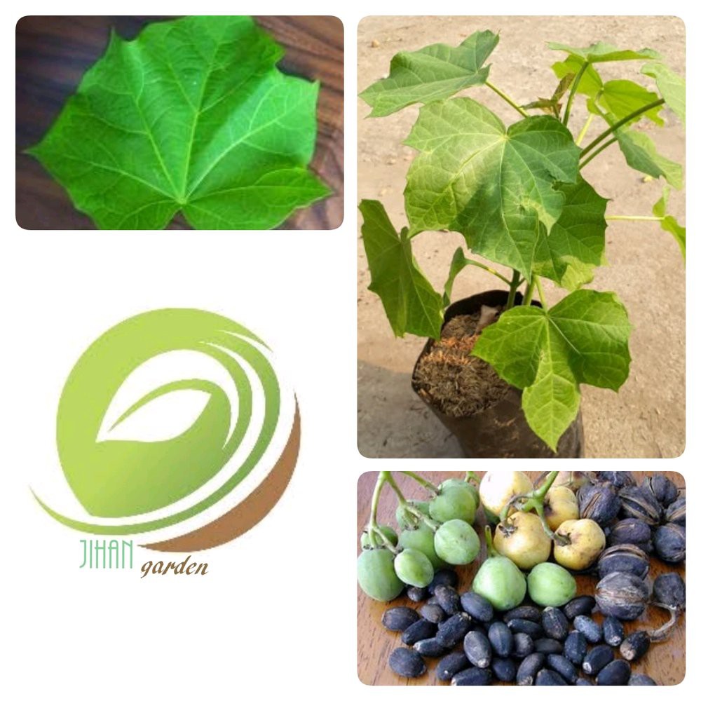 Jual Unik bibit pohon jarak pagar-tanaman herbal Murah | Shopee Indonesia