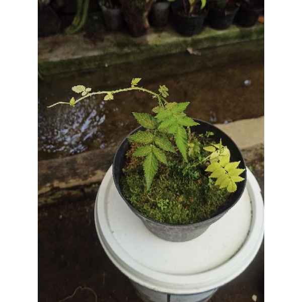 Jual Pohon Raspberry Hutan Albo Variegata | Shopee Indonesia