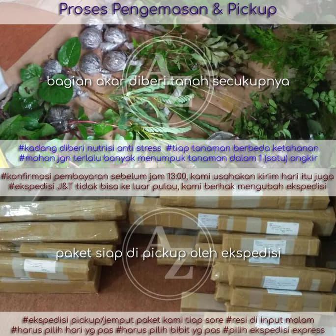 Jual Pohon Seri Kersen Bibit Pohon Ceri Cery Cerry Tanaman Buah cl3n ...