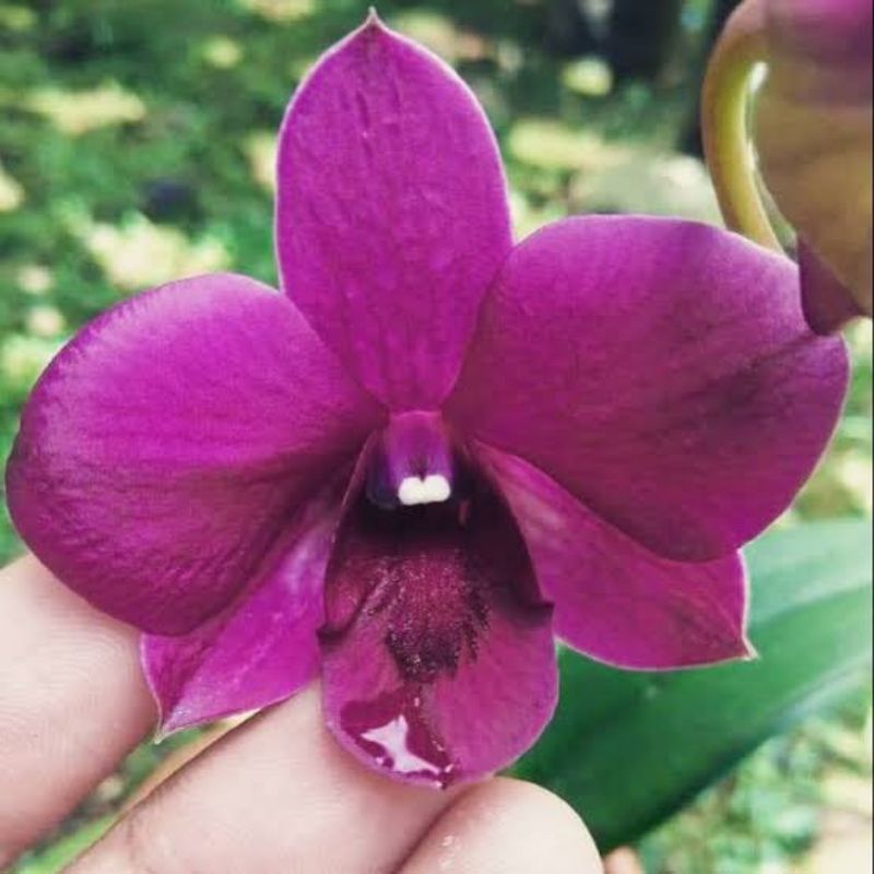 Jual DENDROBIUM SPIKE KNOP SAKDA BEAUTI | Shopee Indonesia