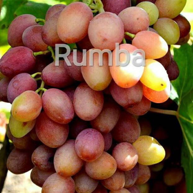 Jual BIBIT ANGGUR IMPORT RUMBA (asli grafting) | Shopee Indonesia