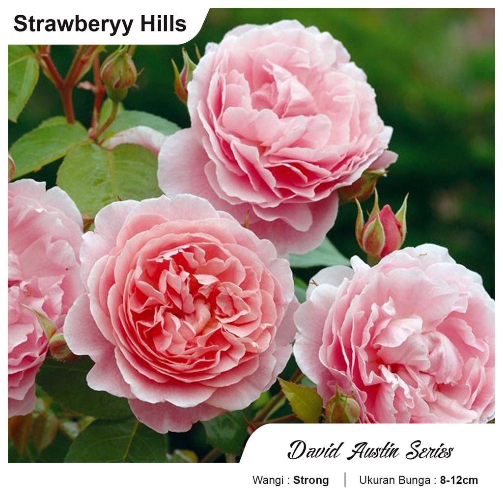 Jual MAWAR RAMBAT - CLIMBING ROSE - RED EDEN - JULIE ANDRIEU - CLAIRE ...