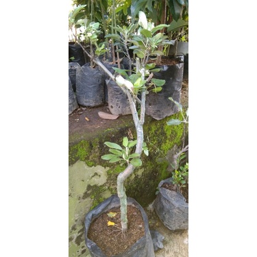 Jual bibit apel besar apel ana tinggi 1 meter up | Shopee Indonesia