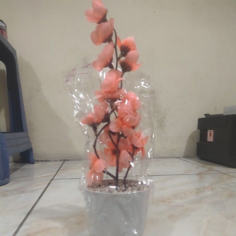 Jual C9 pohon pinus plastik pot | Shopee Indonesia