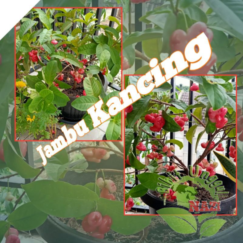 Jual Bibit JAMBU KANCING merah super unggul (TABULAMPOT) | Shopee Indonesia