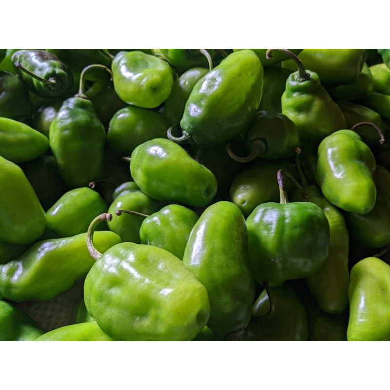 Jual CABE GENDOT /CABAI GENDOL 500 garm | Shopee Indonesia