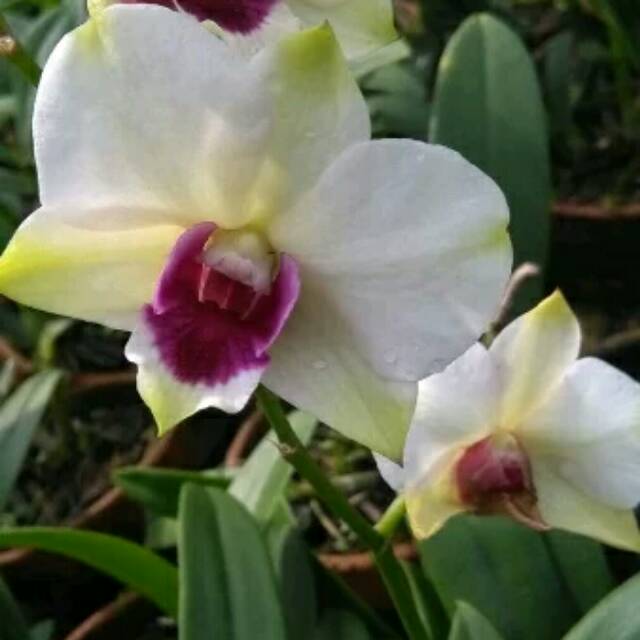 Jual bibit Anggrek Dendrobium Green x Shrimapho | Shopee Indonesia