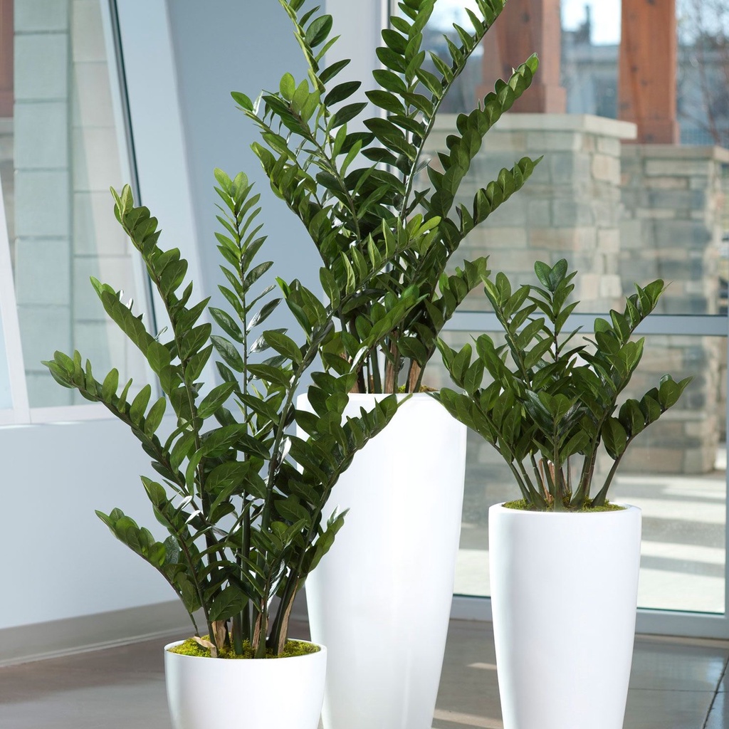 Jual Tanaman Hias Pohon Dollar - ZZ plant - Zanzibar Gem – Zamioculcas ...