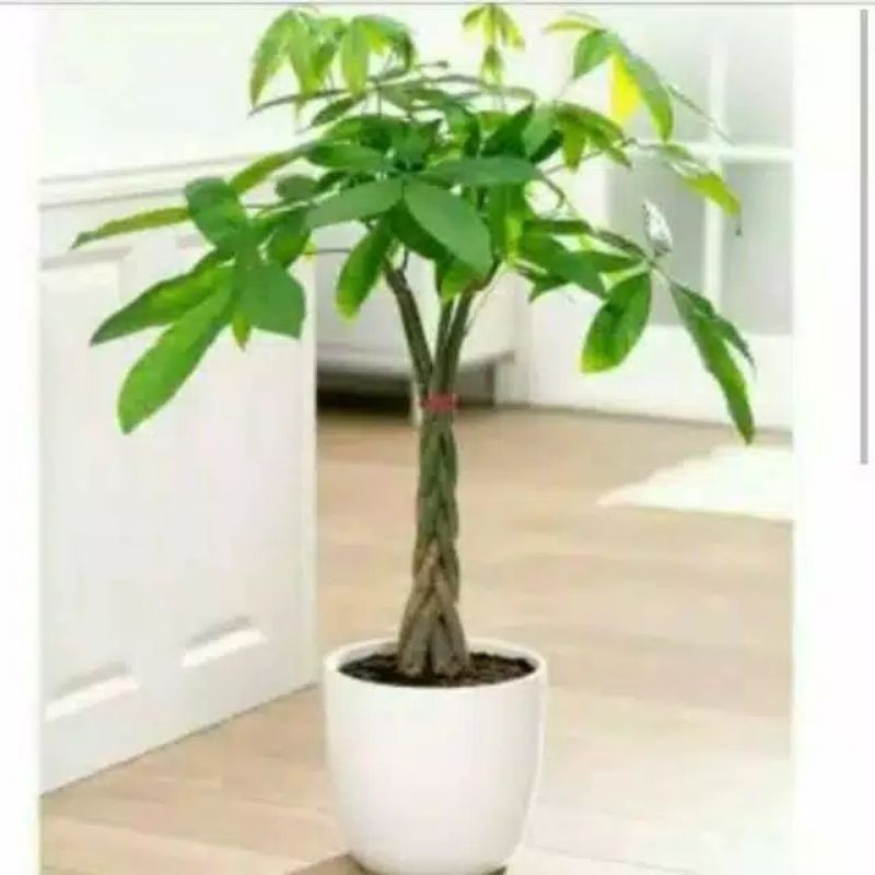 Jual pohon pacira, money tree kepang 9, tanaman hias pacira kepang ...