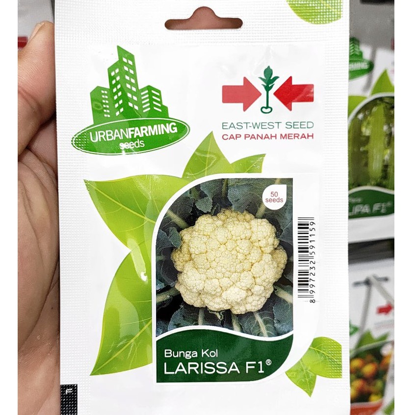 Jual Benih Bibit Bunga Kembang Kol Larissa F1 50 Biji Tanaman Sayur ...