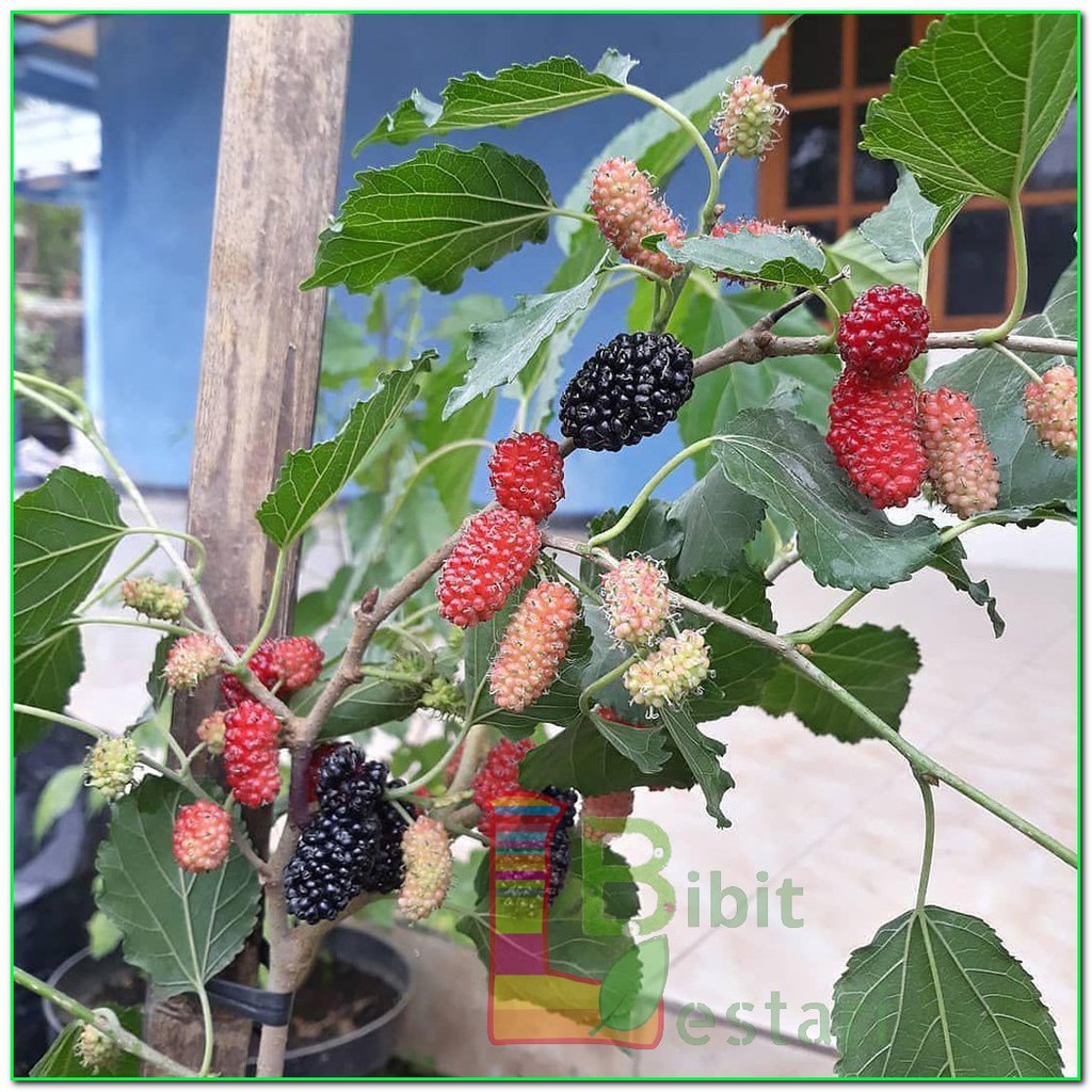 Jual Bibit Murbey FULL BERBUAH | Shopee Indonesia