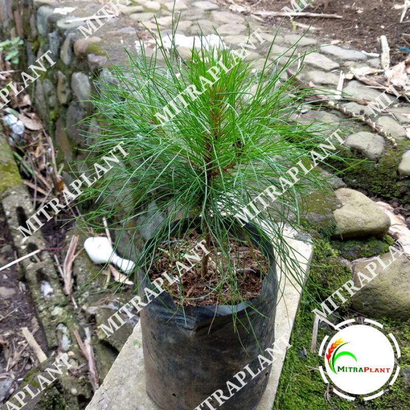 Jual Bibit Pohon Pinus Merkusi - Tanaman Hias Pines Merkusii Tusam ...