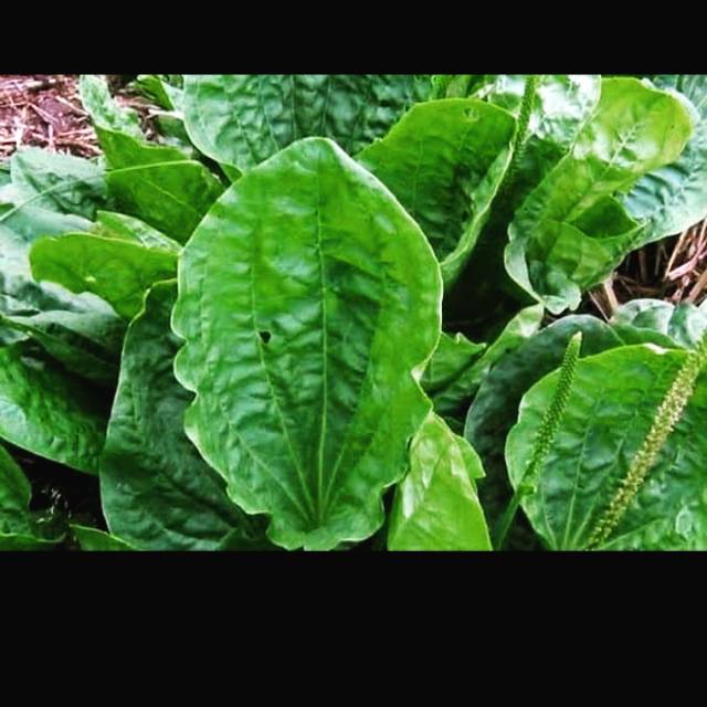 Jual Daun Kiurat atau daun sendok 50 grm | Shopee Indonesia