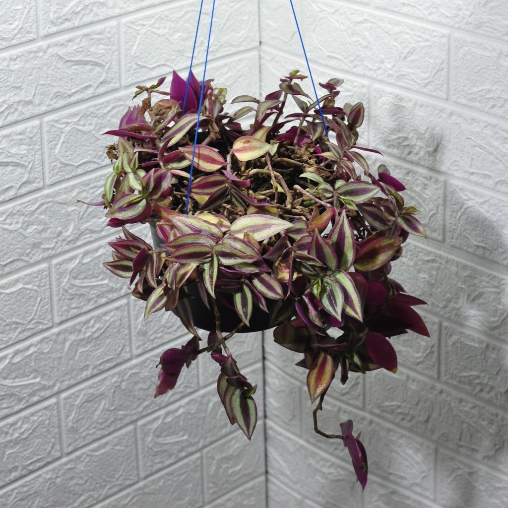 Jual Tanaman Gewor / Tradescantia Zebrina Pendula (Merah) | Shopee ...