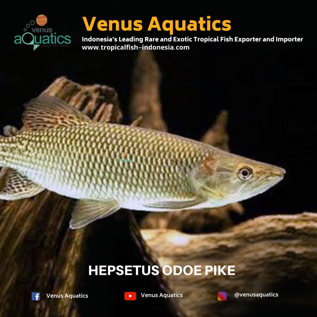Jual IKAN HEPSETUS ODOE PIKE PREDATOR AFRIKA IMPORT WILD CAUGHT WC ...