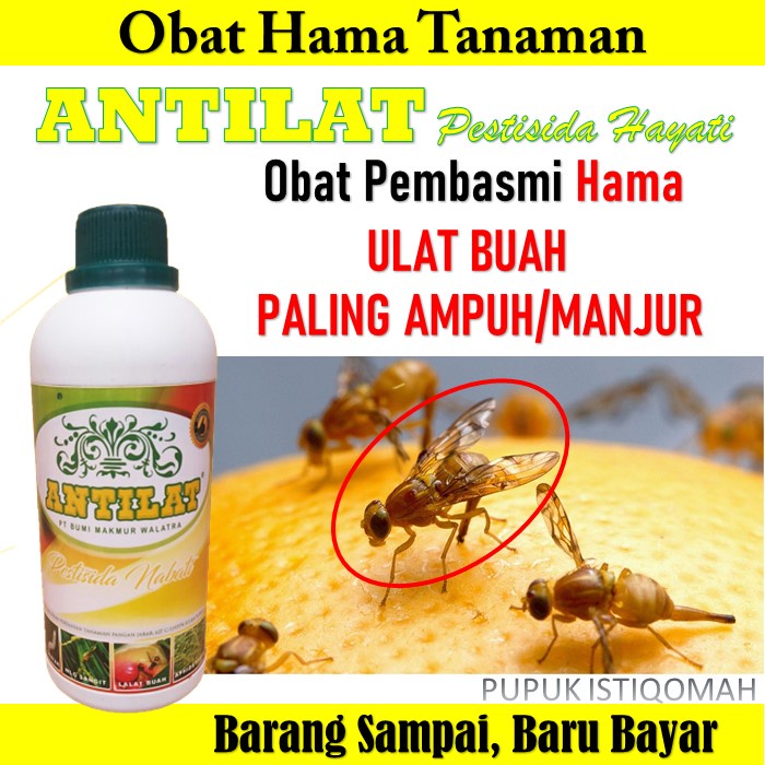 Jual ANTILAT Obat Hama TERBAIK - ANTILAT Obat Pembasmi Hama Ulat Buah ... Jual ANTILAT Obat Hama TERBAIK - ANTILAT Obat Pembasmi Hama Ulat Buah ...