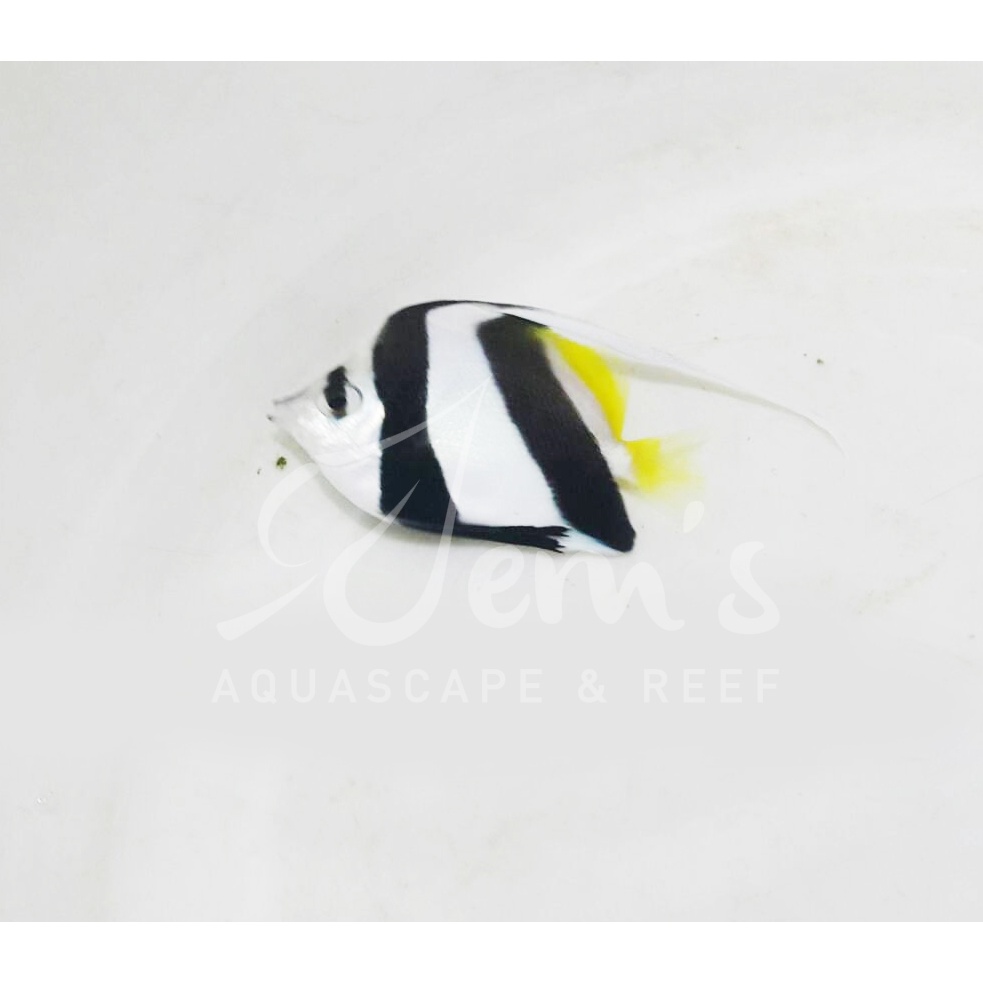 Jual Ikan Layaran Kuning (Heniochus Black & White Butterflyfish ...
