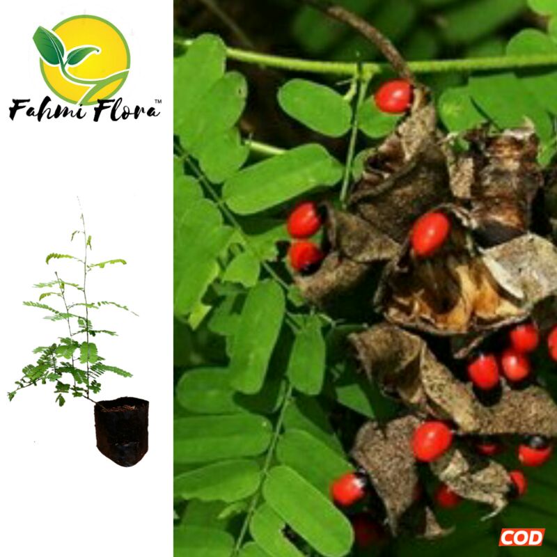 Jual tanaman SAGA RAMBAT (Abrus precatorius) | Shopee Indonesia