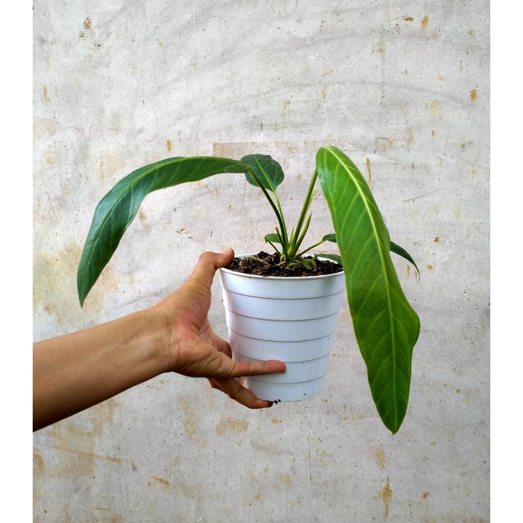 Jual Anthurium Spectabile Roset Remajaan | Shopee Indonesia