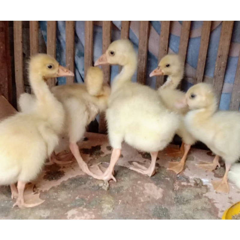 Jual ANAK SOANG / ANGSA | Shopee Indonesia