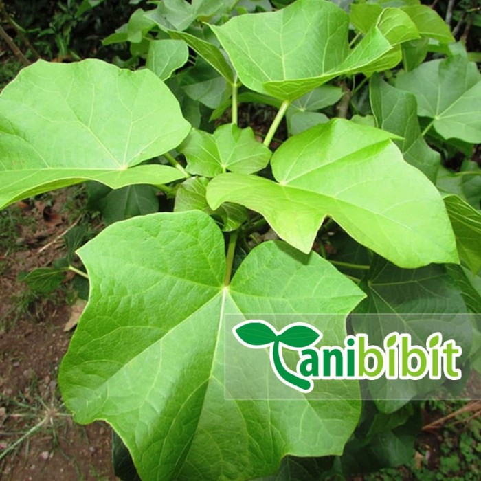 Jual Bibit Pohon Jarak Pagar - Tanaman Buah dan Daun Herbal | Shopee ...