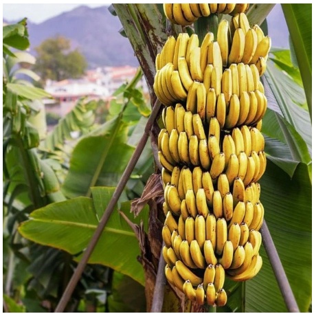 Jual BIBIT PISANG AMBON SUPER UNGGUL KUNING ,BIBIT PISANG AMBON KUNING ...