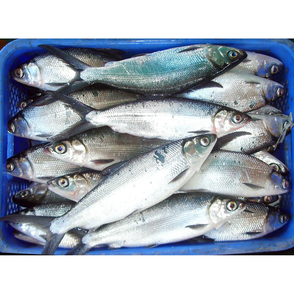 Jual Ikan Bandeng Segar 1 kg | Shopee Indonesia