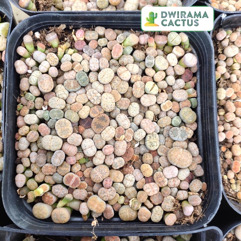 Jual Lithops mix 1 Pot kotak Full | Shopee Indonesia