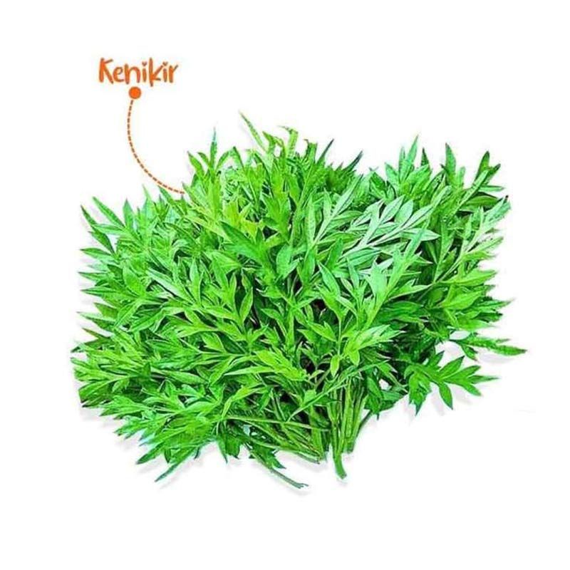 Jual Daun kenikir 1kg segar /raja midang/ herbal lalapan sehat bebas ...