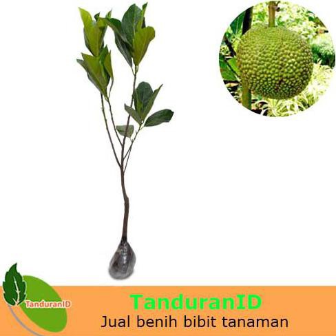 Jual Bibit Tanaman Buah Nangka Mini (Dwarf Jackfruit) | Shopee Indonesia