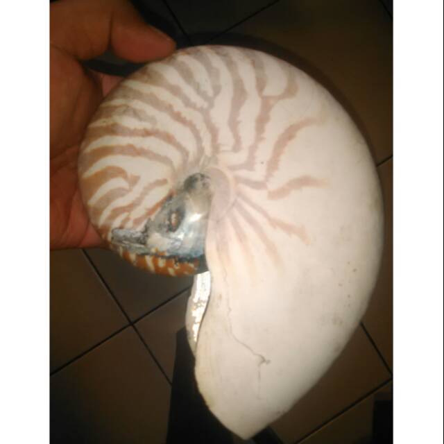 Jual Fosil Kerang Dimensi 15x20 cm | Shopee Indonesia