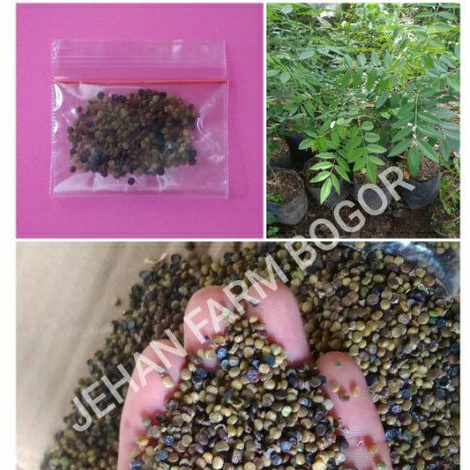 Jual BIBIT BIJI INDIGOFERA KUWALITAS SUPER 200 SEED / BIJI INDIGOFERA ...